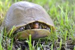“Turtle Wisdom” – "Just Another BlaH BlaH BlaH BloG."